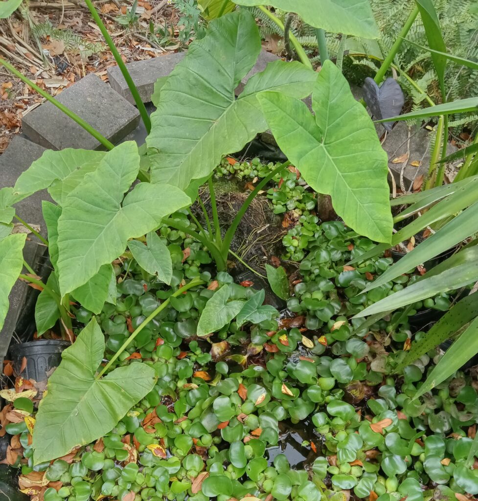 Taro: The Potato of the Warm Humid Tropics – Eat The Sand