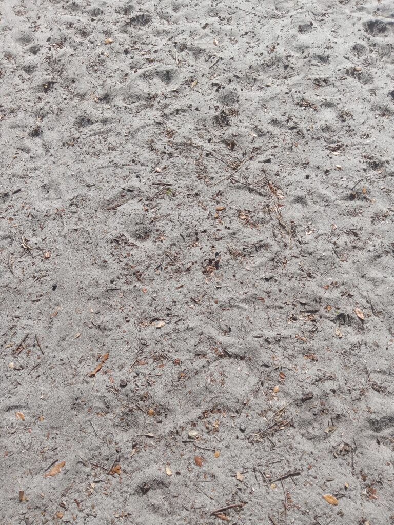 Starting From Scratch: What to do with Bare Gray Sand – Eat The Sand