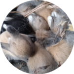 Rabbits – Eat The Sand